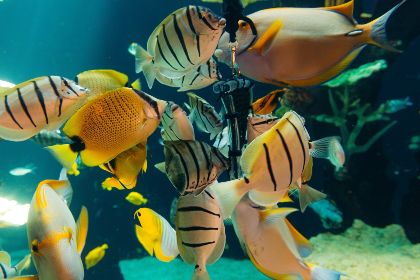 Afternoon Fish Feed Viewing - ʻAlohilani